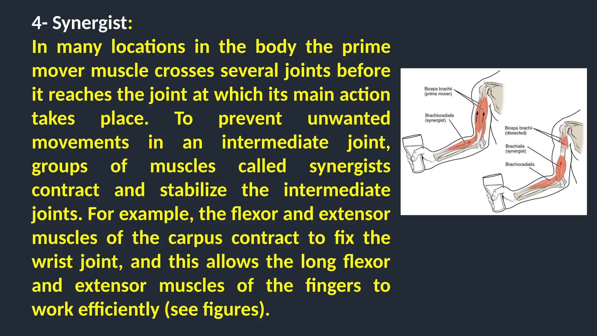 اسنان 1 محاضرة5 muscular system.pptx