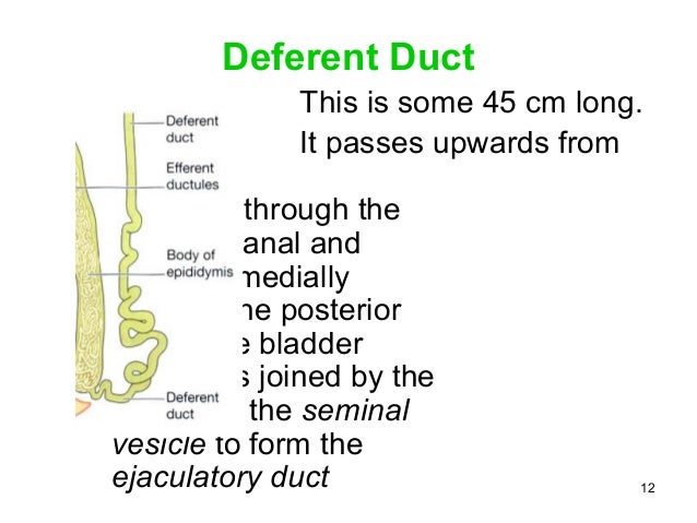 15 reproductive system