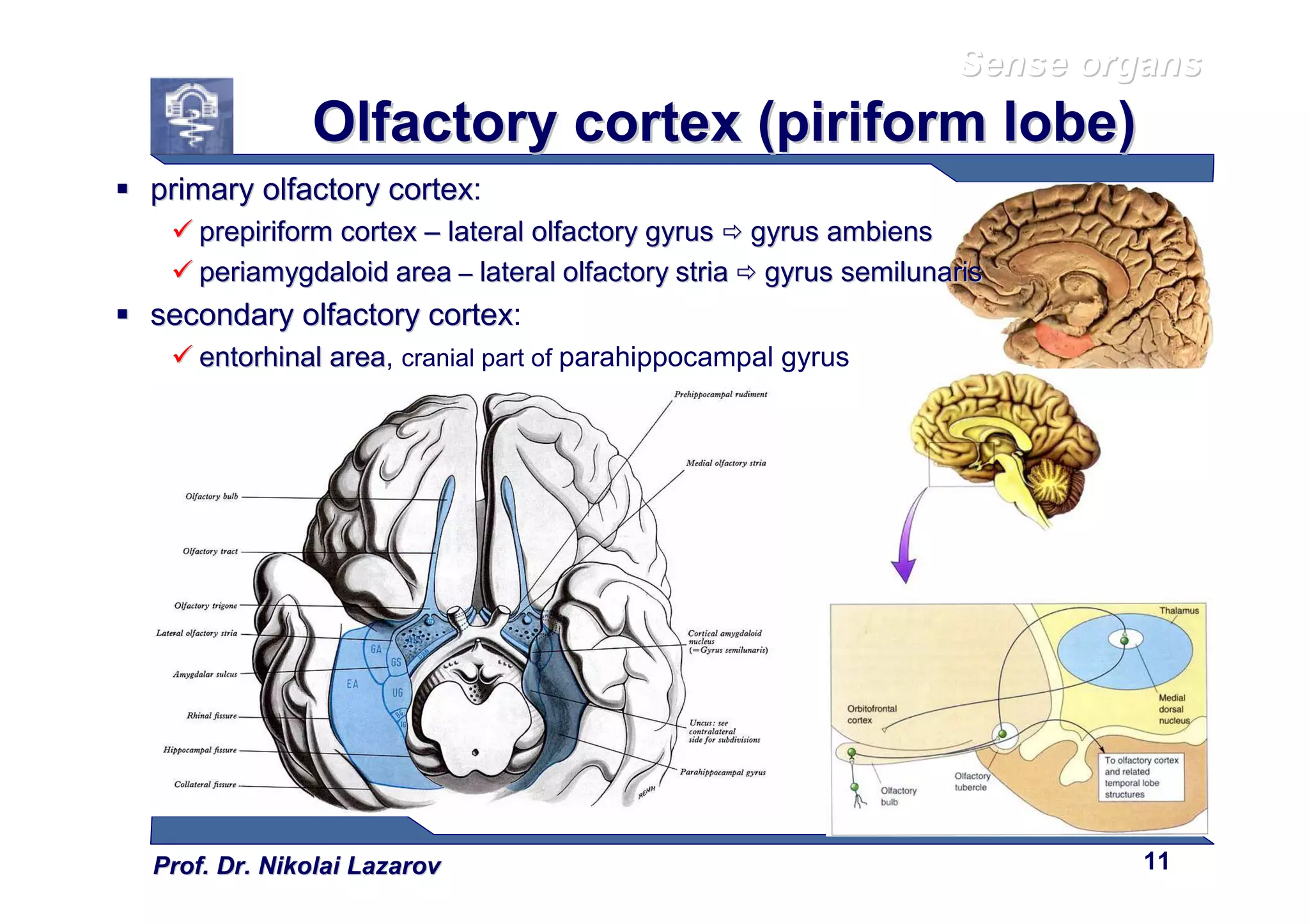Human sense organs | PDF | Eye and Vision Conditions | Diseases and ...