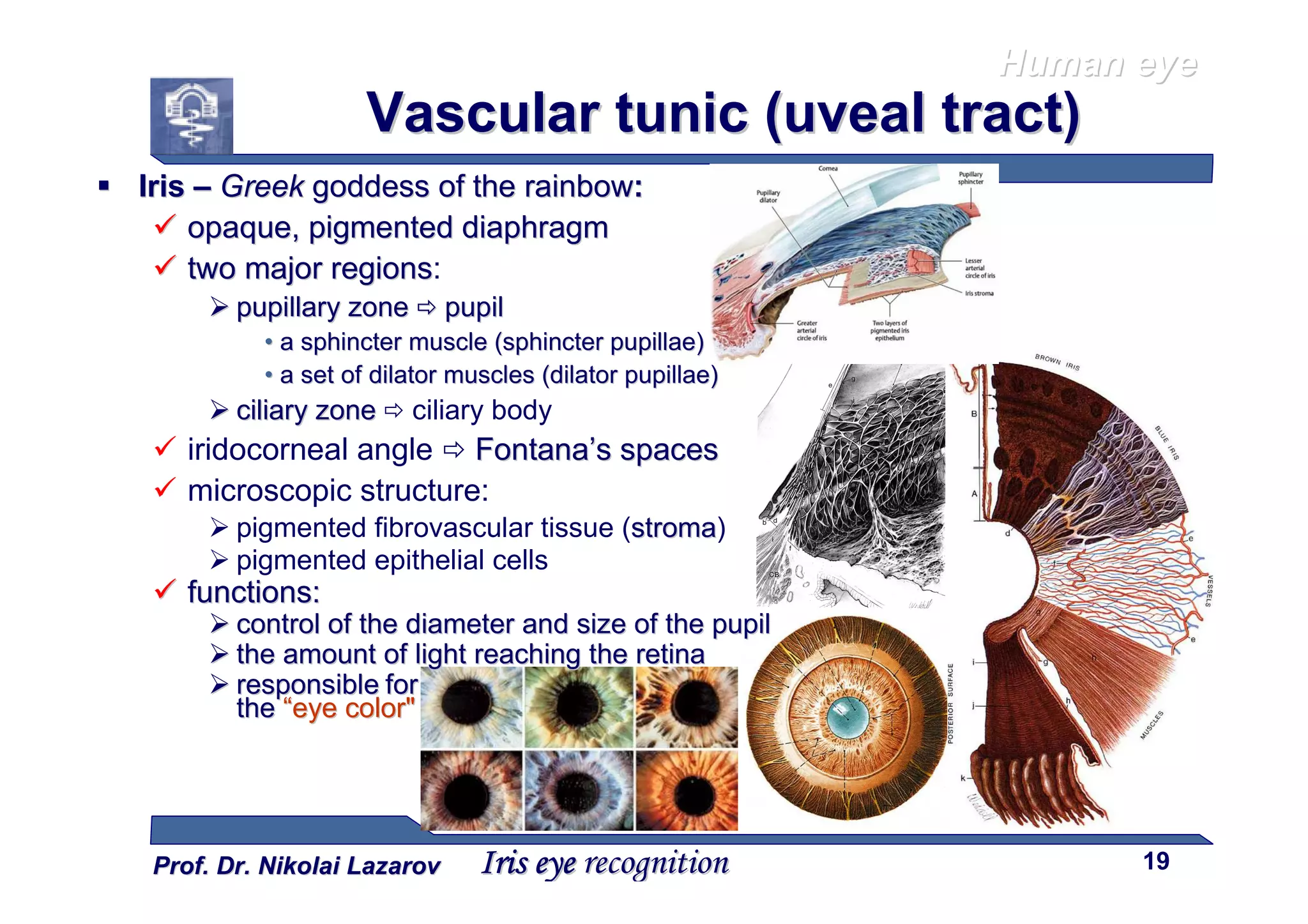 Human sense organs | PDF
