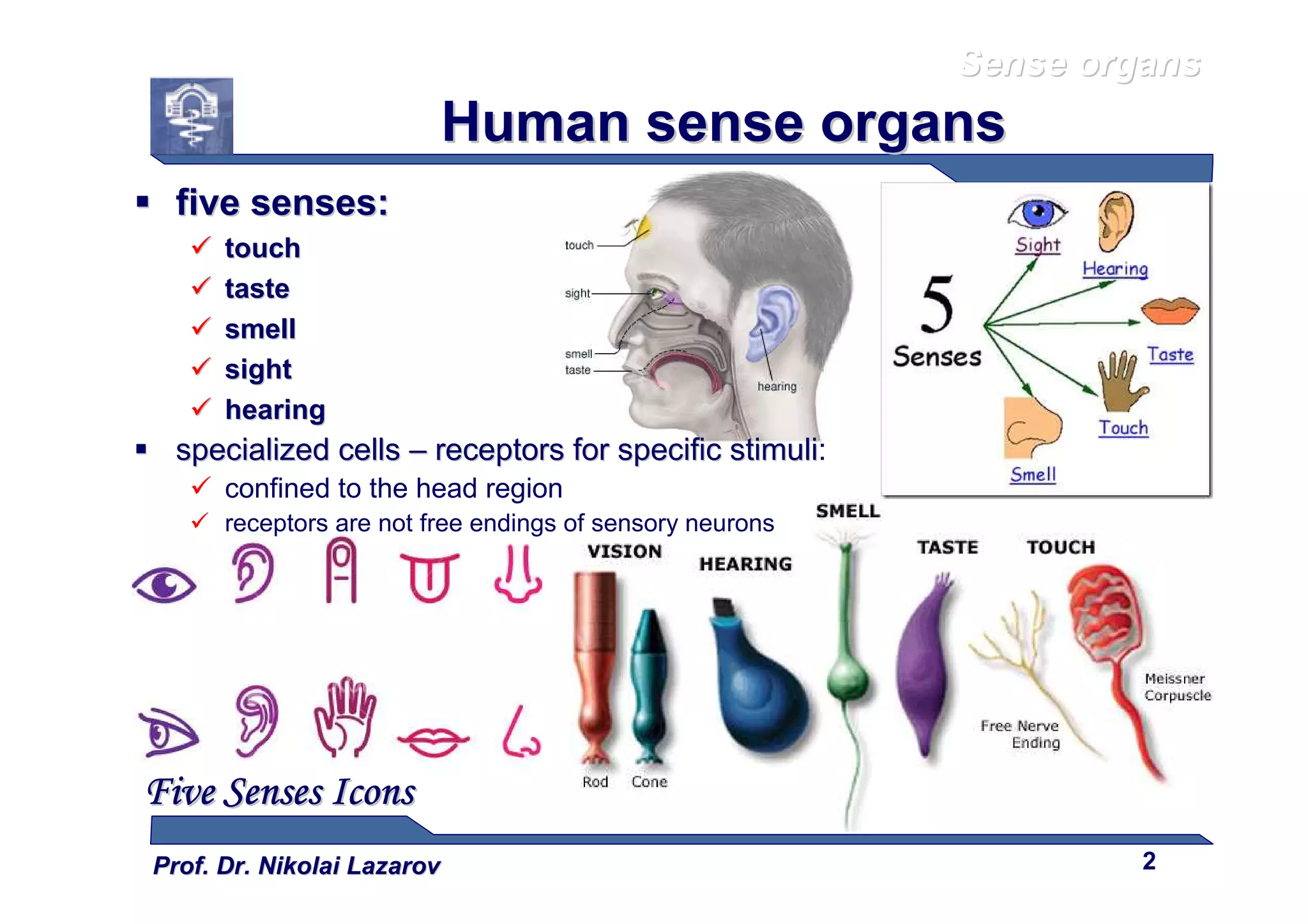 Human sense organs | PDF