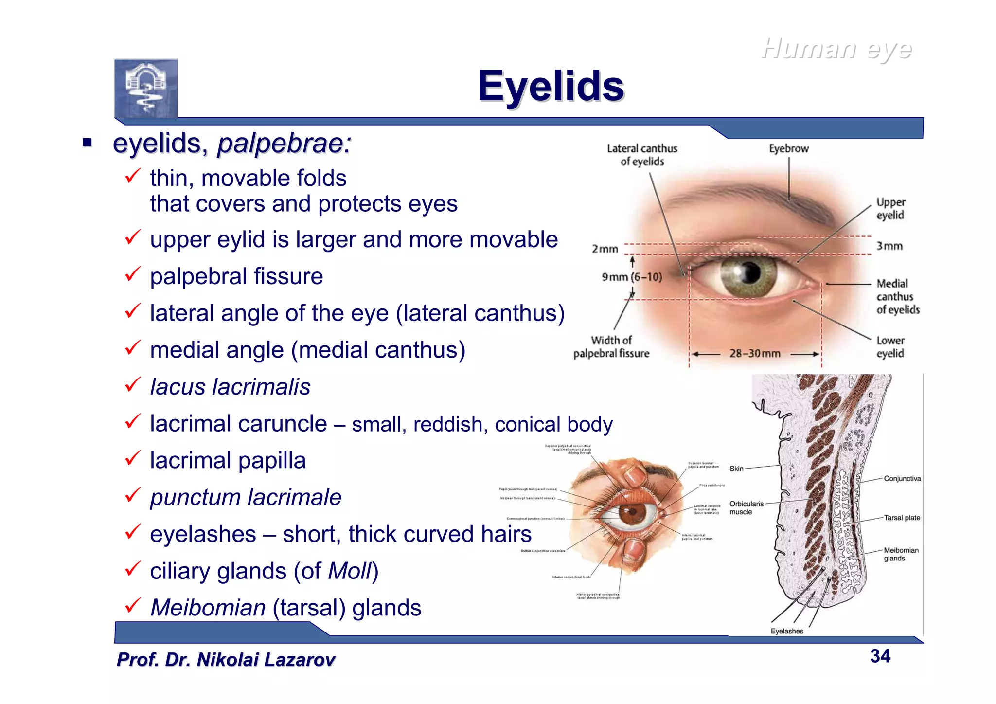 Human sense organs | PDF