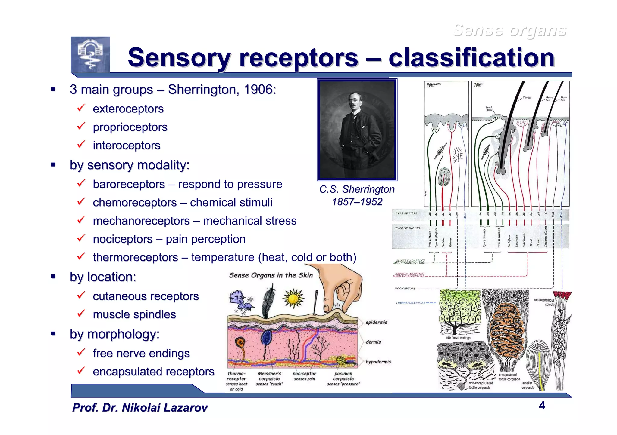 Human sense organs | PDF