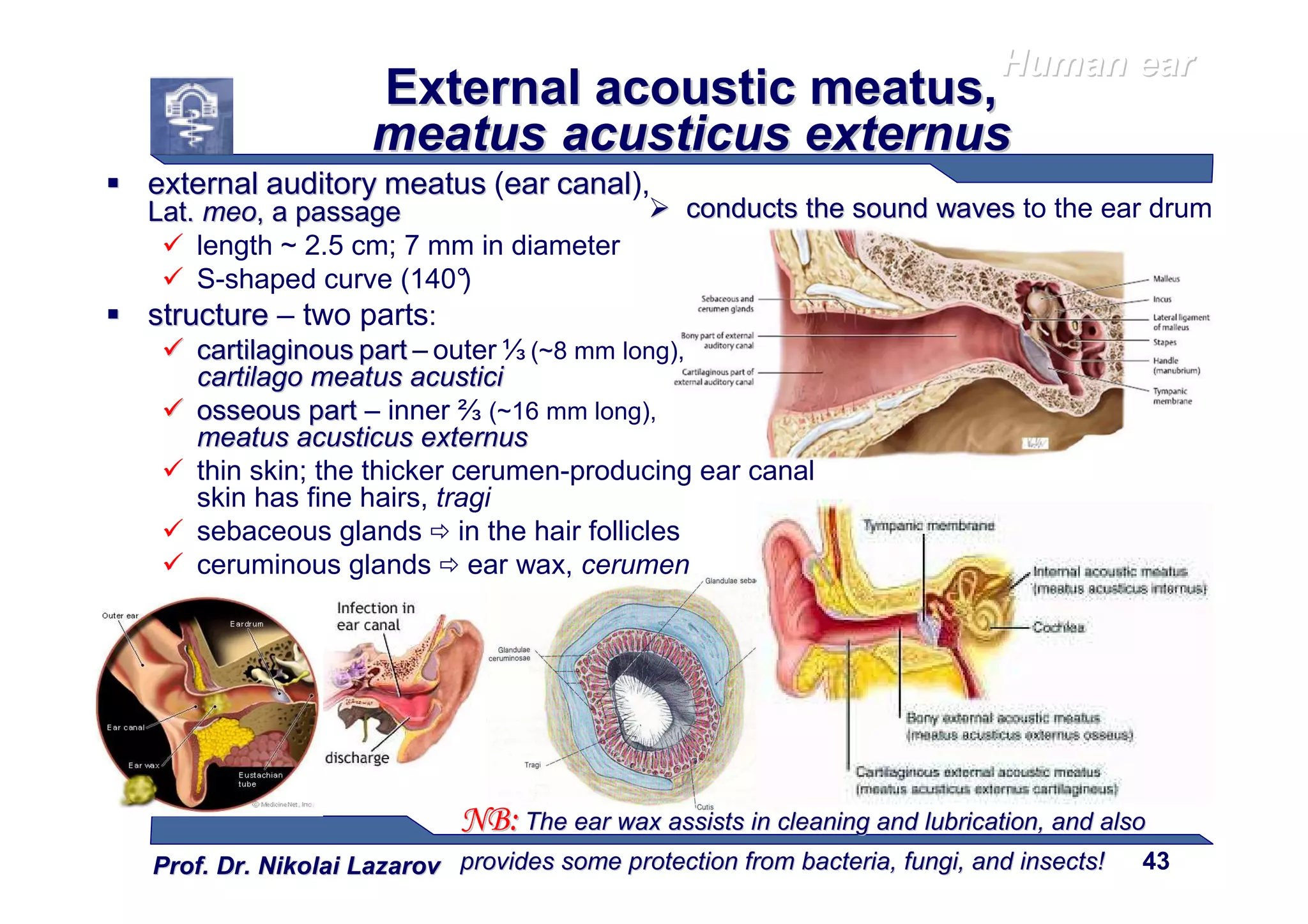 Human sense organs | PDF