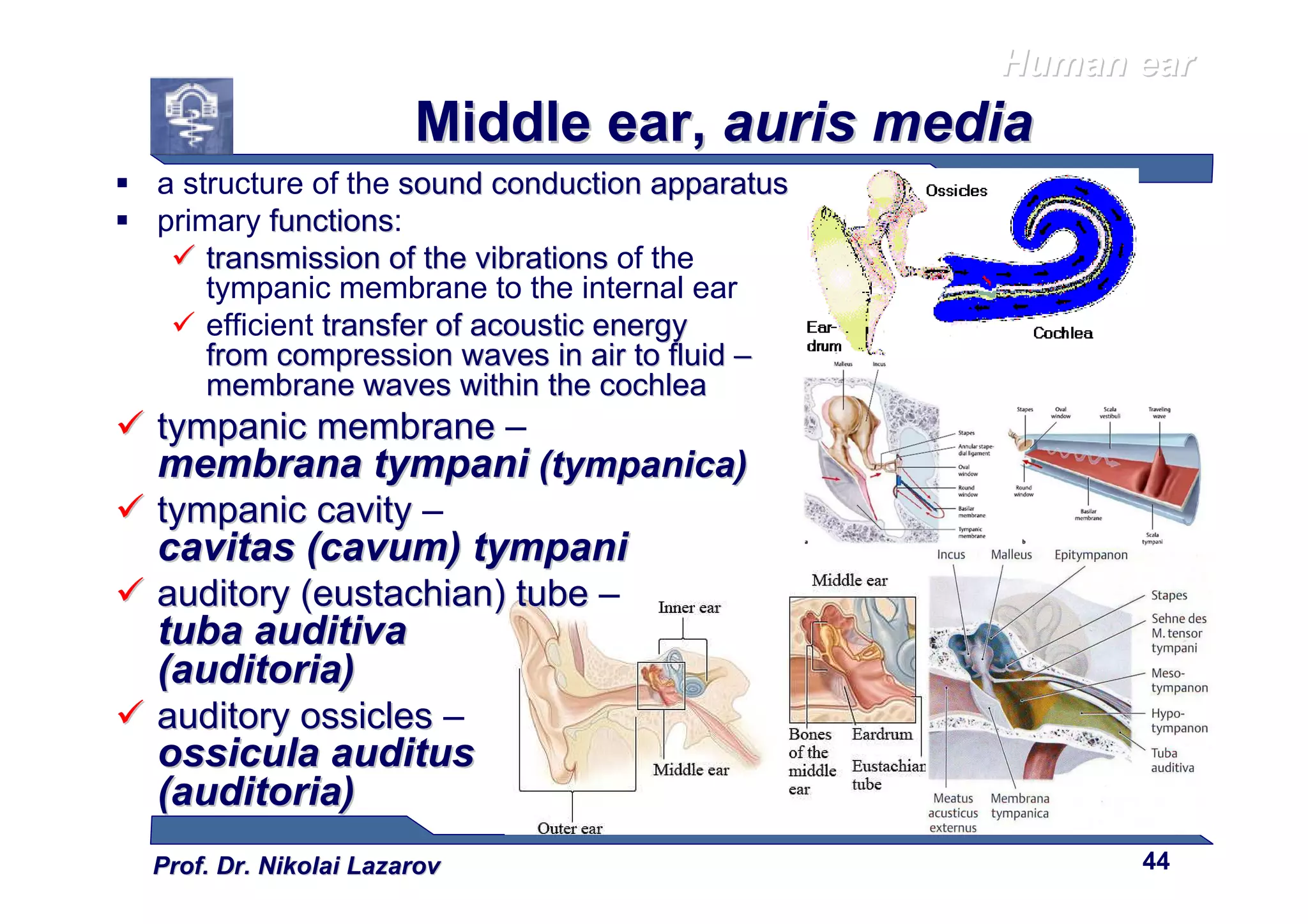 Human sense organs | PDF
