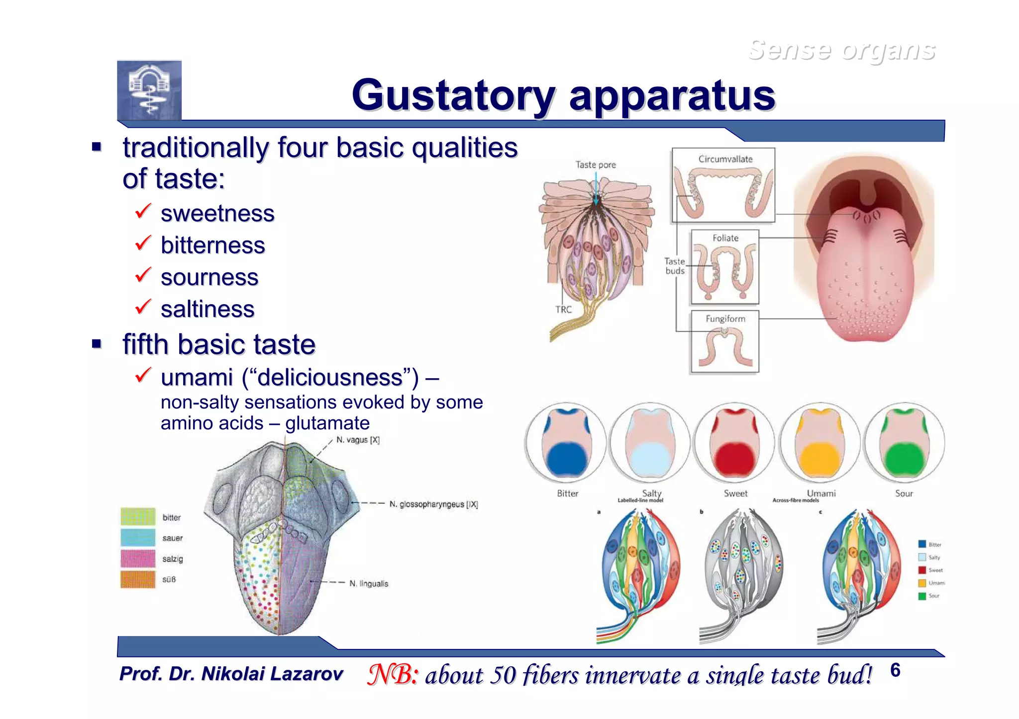 Human sense organs | PDF