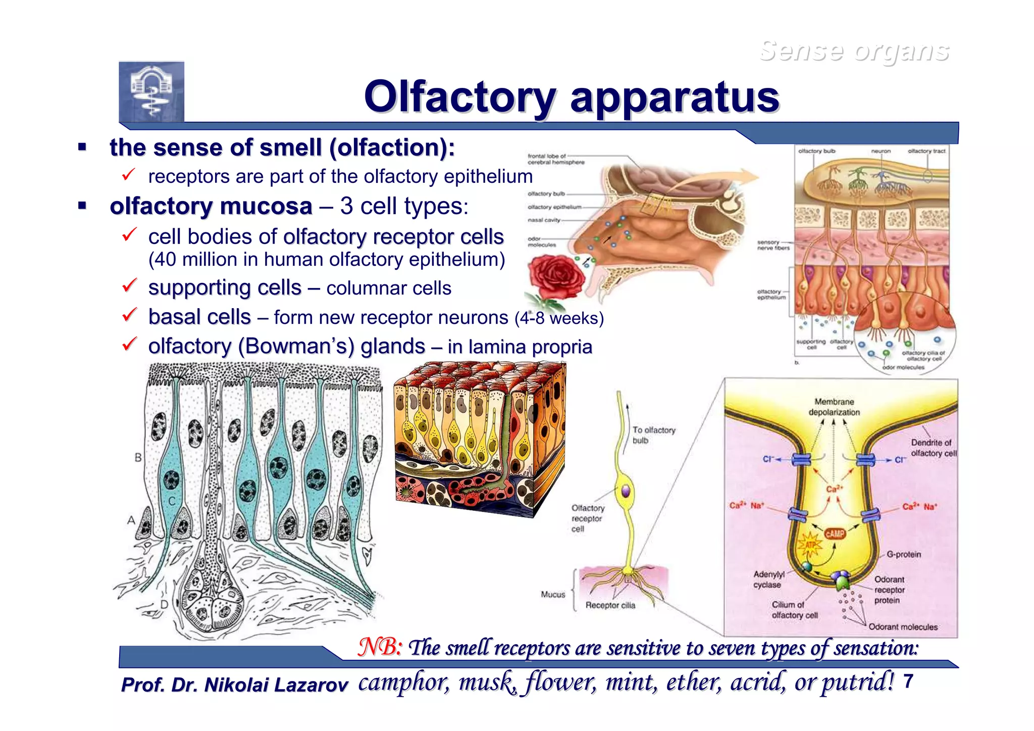 Human sense organs | PDF