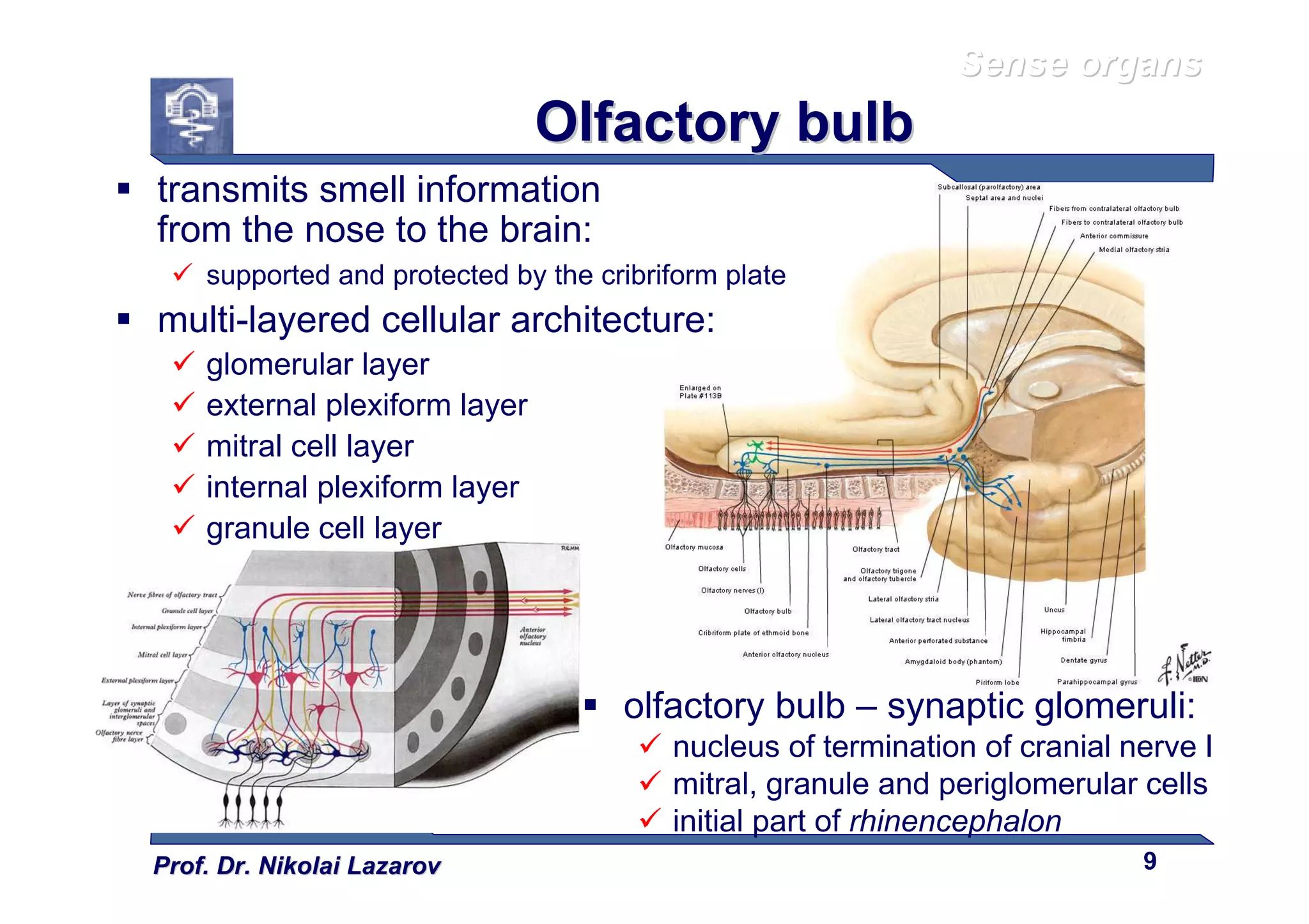 Human sense organs | PDF