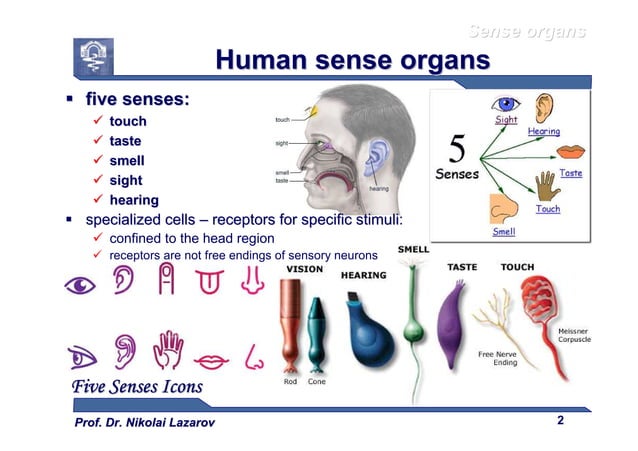Human sense organs | PDF | Eye and Vision Conditions | Diseases and ...