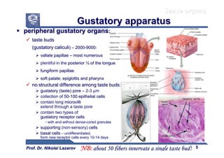 Human sense organs | PDF