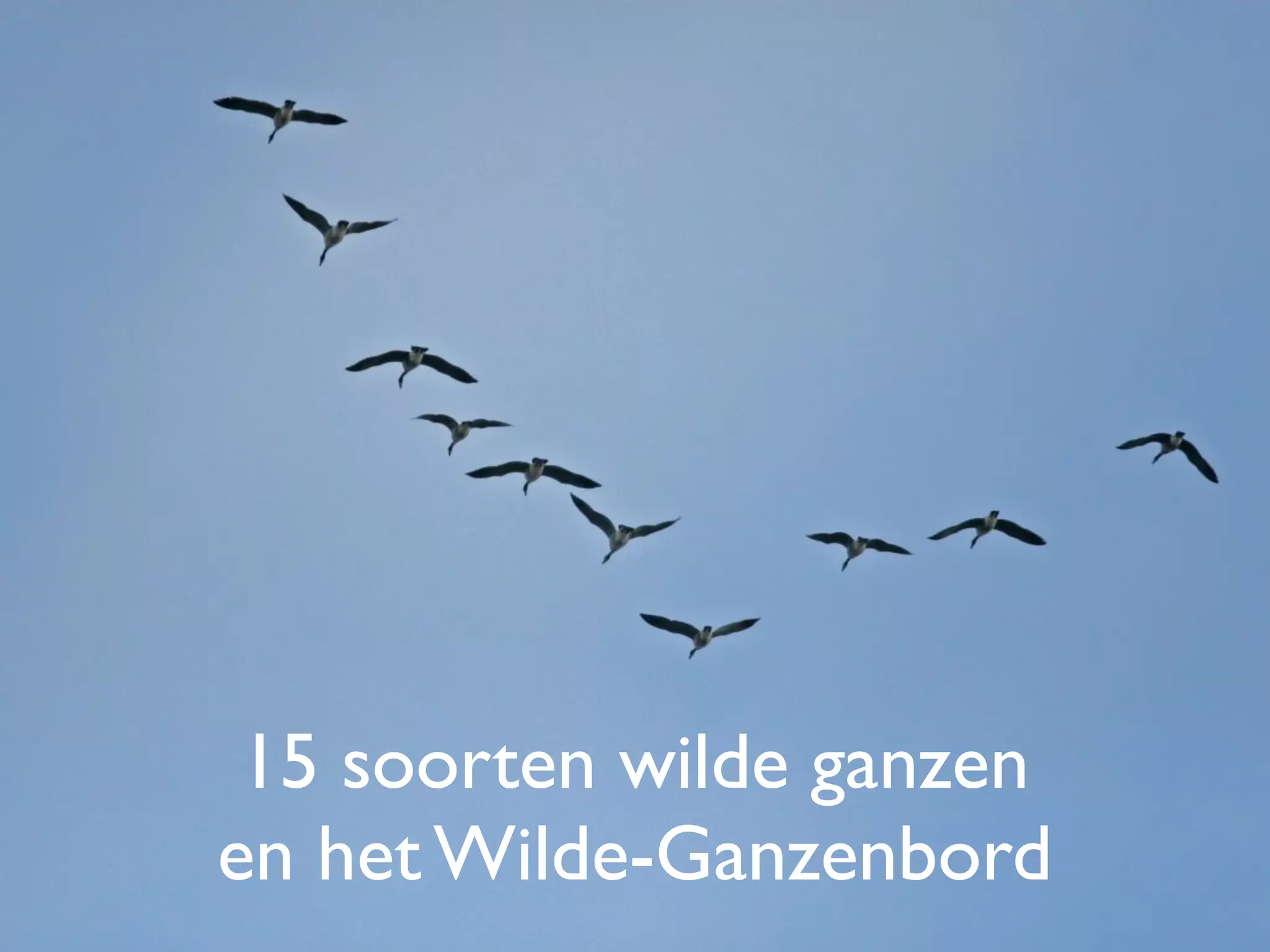 15 soorten wilde ganzen en Wilde-Ganzenbord | PDF