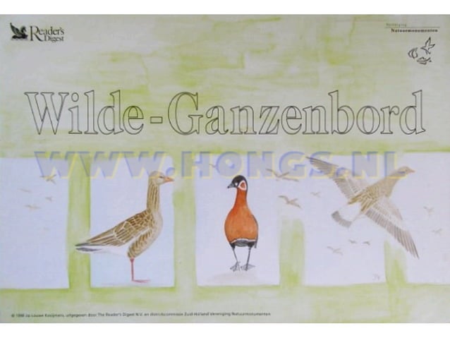 15 soorten wilde ganzen en Wilde-Ganzenbord | PDF