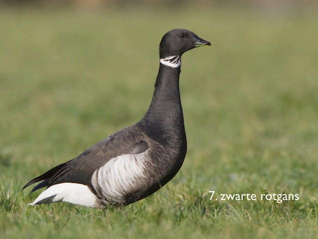 15 soorten wilde ganzen en Wilde-Ganzenbord | PDF
