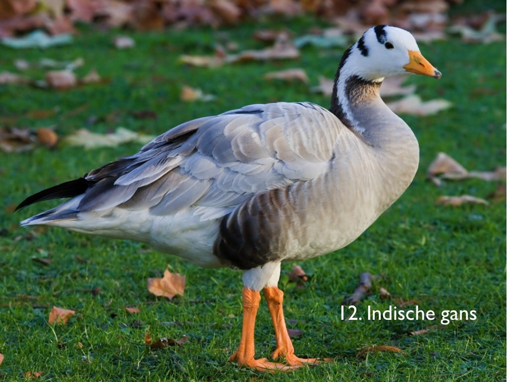 15 soorten wilde ganzen en Wilde-Ganzenbord