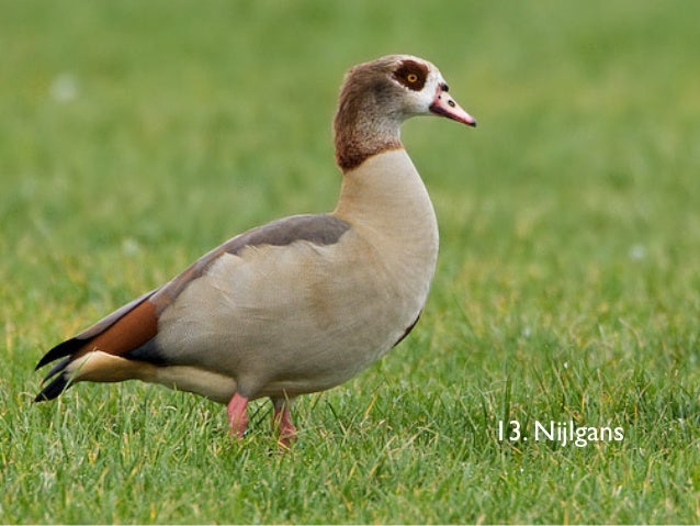 15 soorten wilde ganzen en Wilde-Ganzenbord