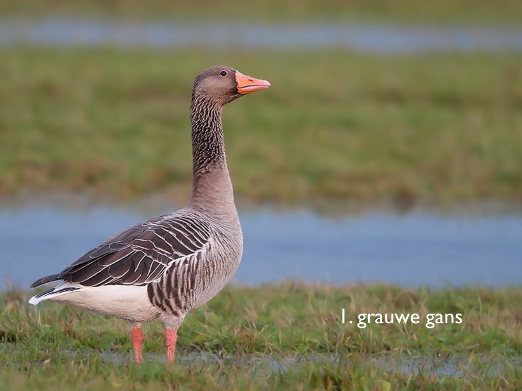 15 soorten wilde ganzen en Wilde-Ganzenbord