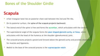 15 The Bones of shoulder girdle . . . . . . | PPTX