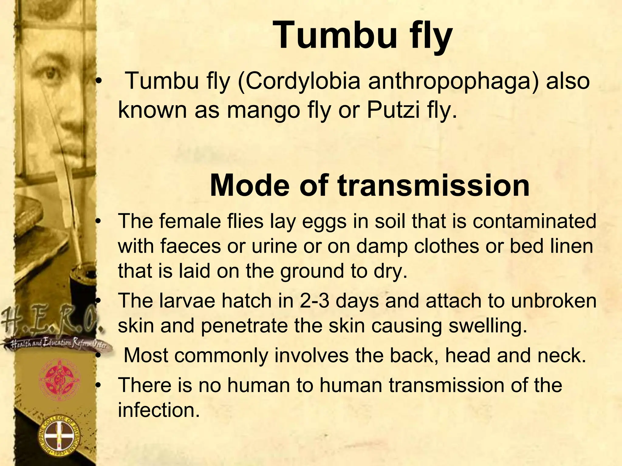 15 Tumbu fly larva.power point prensation | PPT