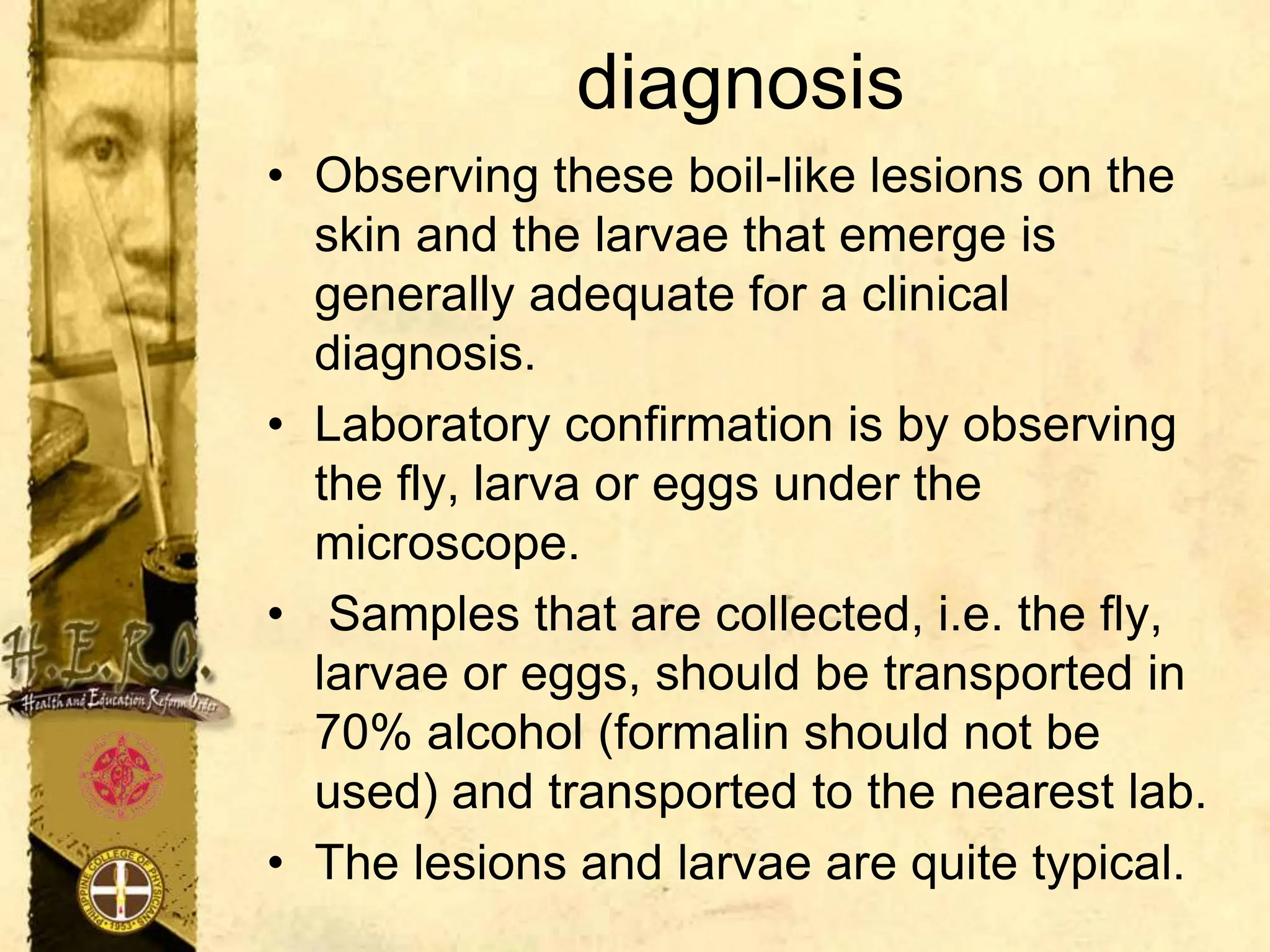 15 Tumbu fly larva.power point prensation | PPT
