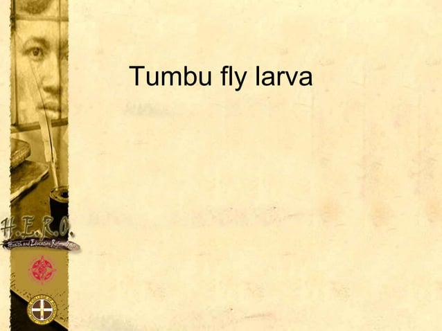 15 Tumbu fly larva.power point prensation | PPT