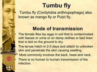 15 Tumbu fly larva.power point prensation | PPT