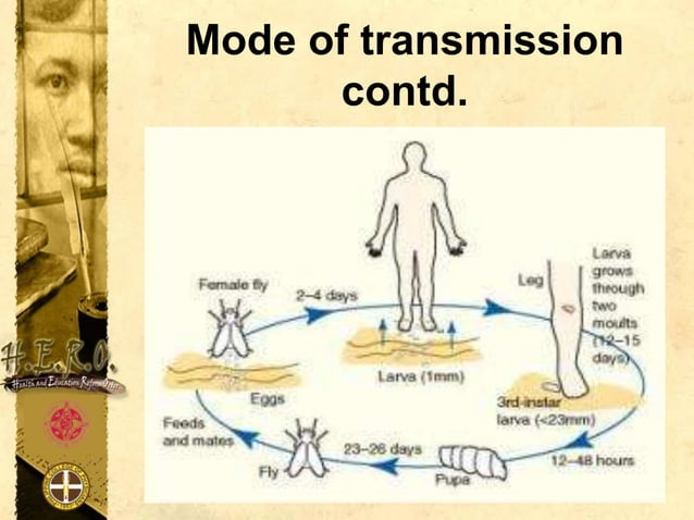 15 Tumbu fly larva.power point prensation | PPT