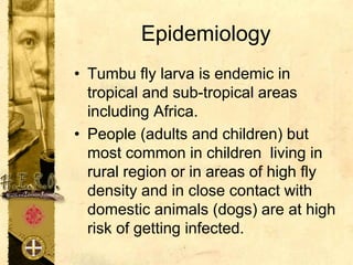 15 Tumbu fly larva.power point prensation | PPT