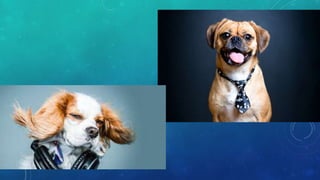 15 types of photography genres you can pursue | PPTX