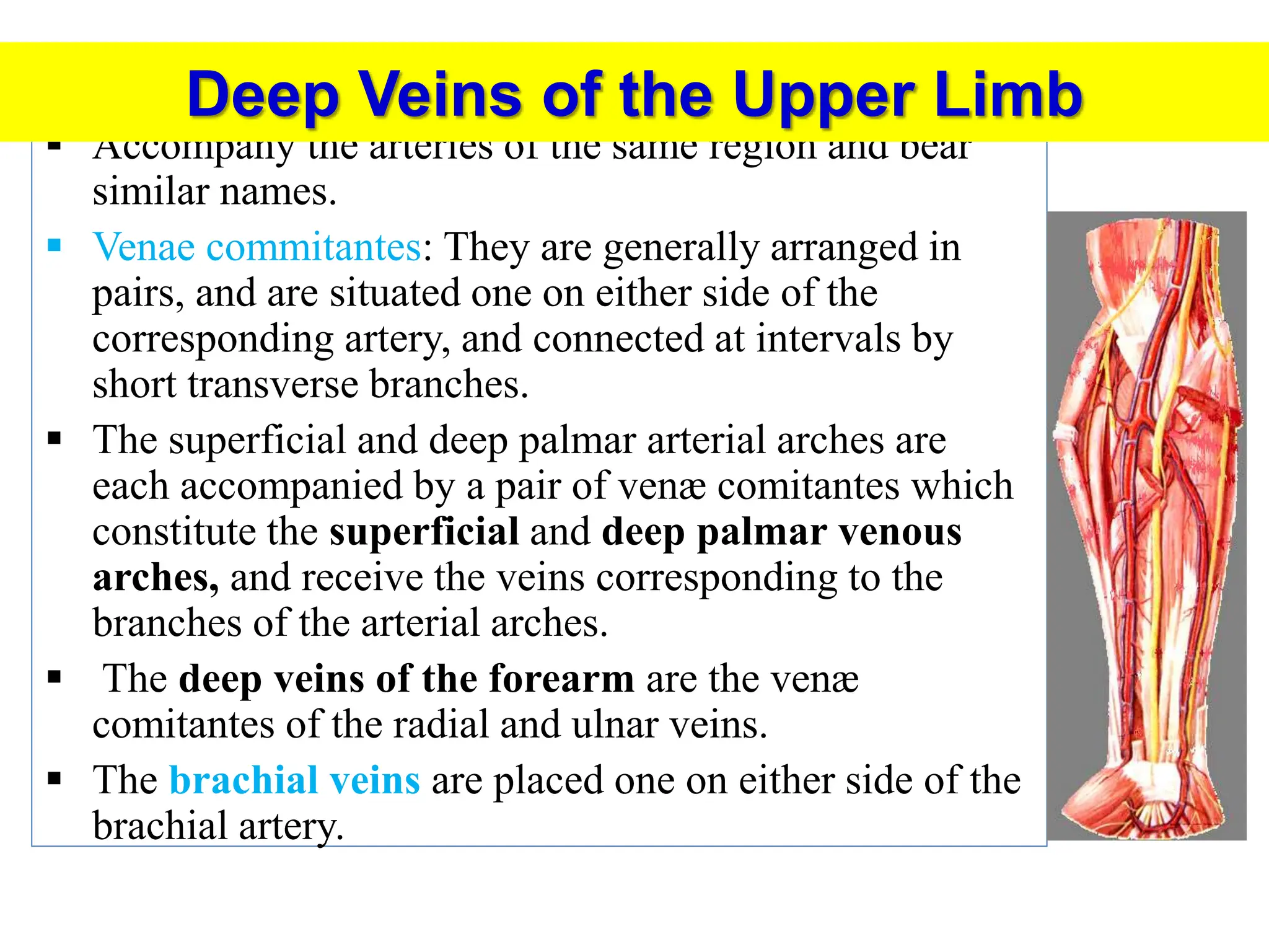 15 Vascular anatomy of the upper limb2010 (2).ppt
