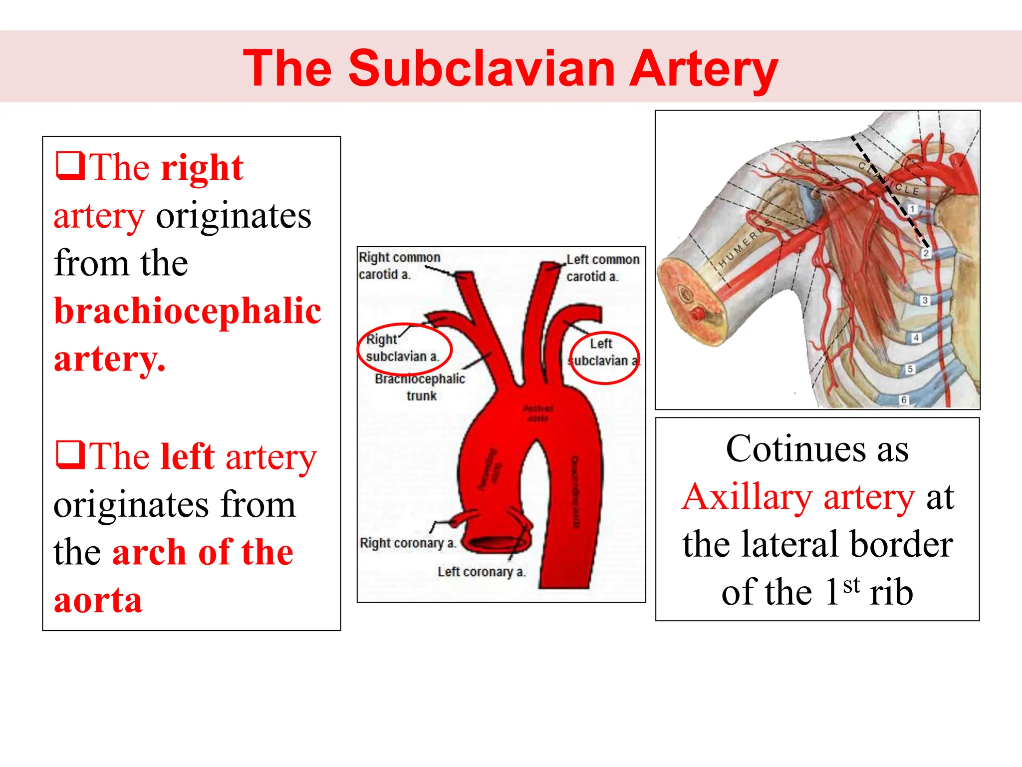 15 Vascular anatomy of the upper limb2010 (2).ppt