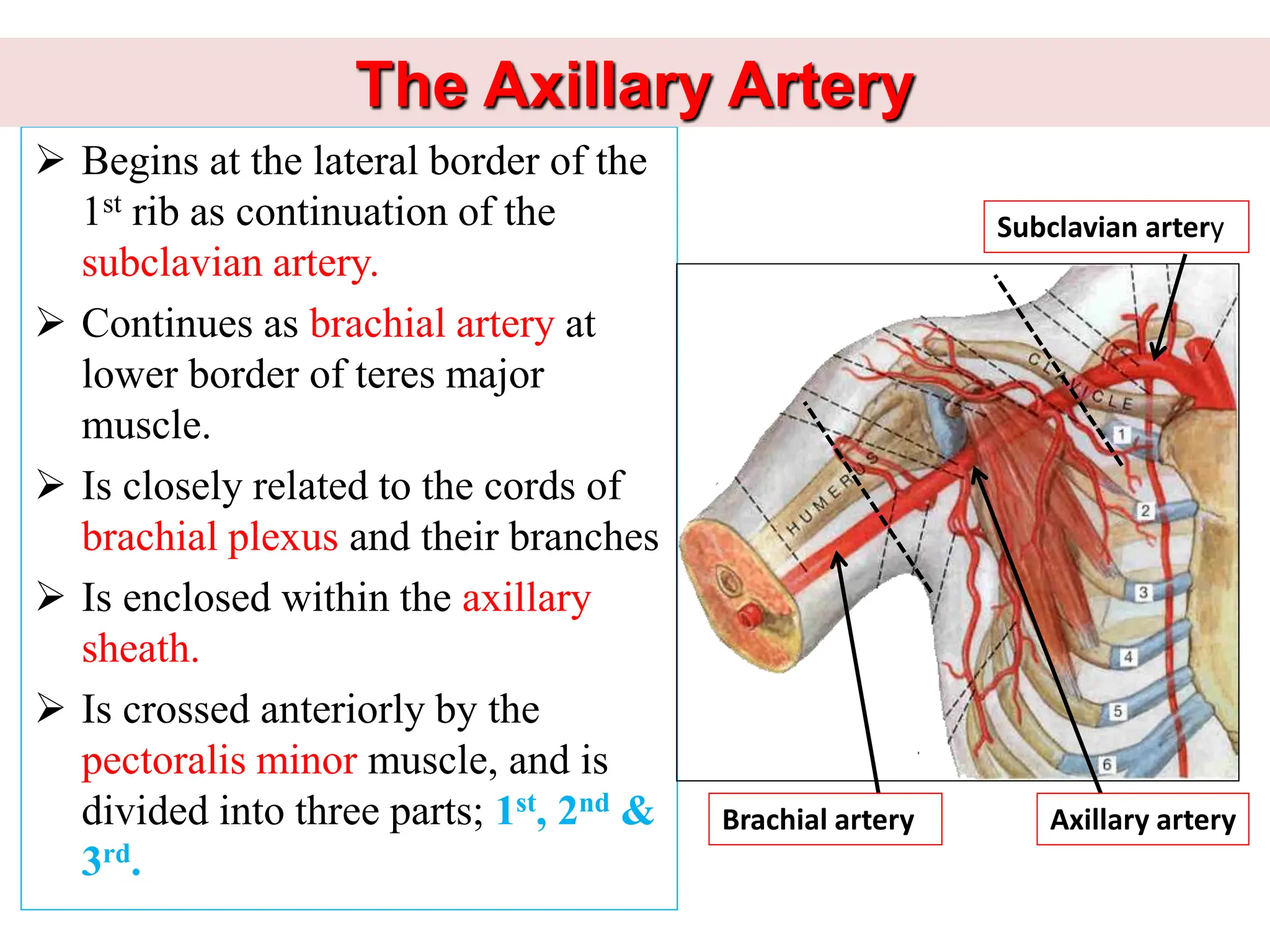 15 Vascular anatomy of the upper limb2010 (2).ppt