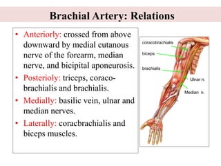 15 Vascular anatomy of the upper limb2010 (2).ppt