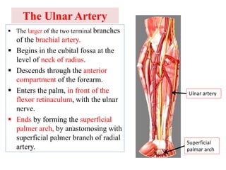 15 Vascular anatomy of the upper limb2010 (2).ppt
