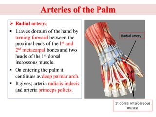 15 Vascular anatomy of the upper limb2010 (2).ppt