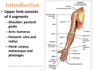 15 Vascular anatomy of the upper limb2010 (2).ppt