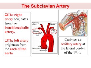15 Vascular anatomy of the upper limb2010 (2).ppt