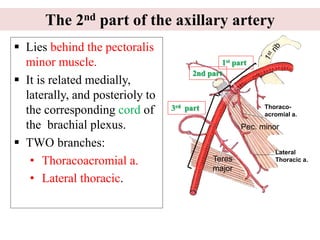 15 Vascular anatomy of the upper limb2010 (2).ppt