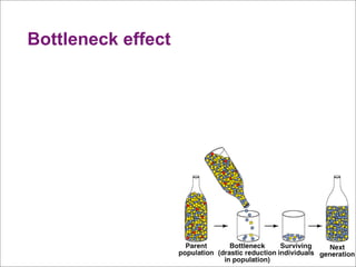 Bottleneck Effect Graph