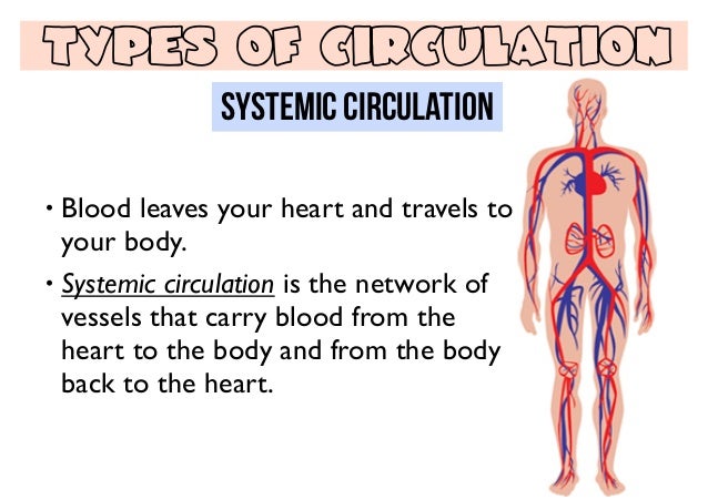 Circulatory System