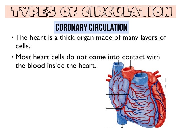 Circulatory System