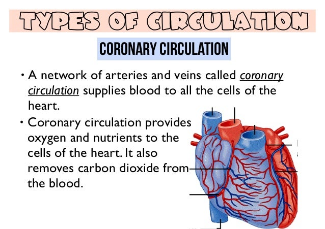 Circulatory System