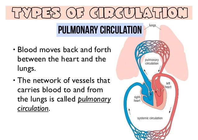 Circulatory System