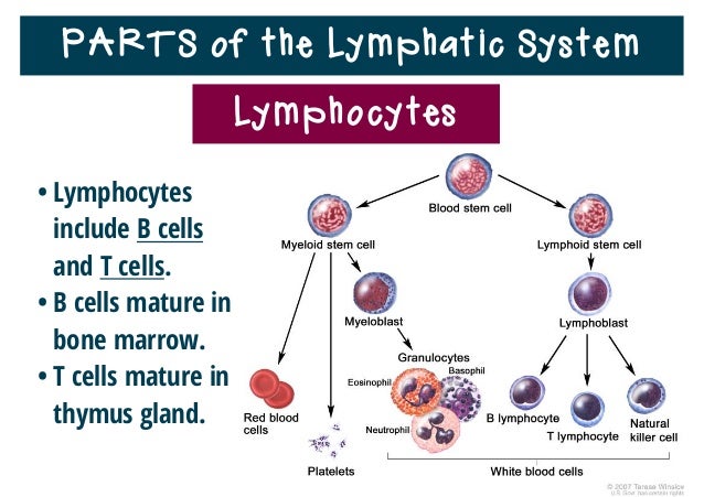 Lymphatic System