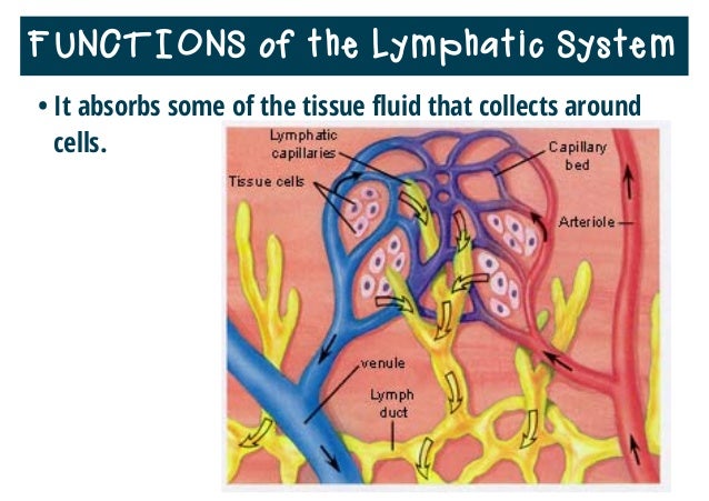 Digestive Model Labeled Lymphatic System