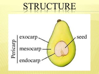 Fruits: Parts and Classification | PPTX