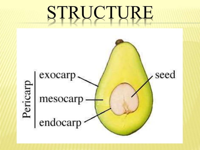 Fruits: Parts and Classification | PPTX