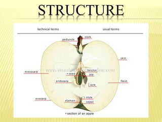 Fruits: Parts and Classification | PPTX