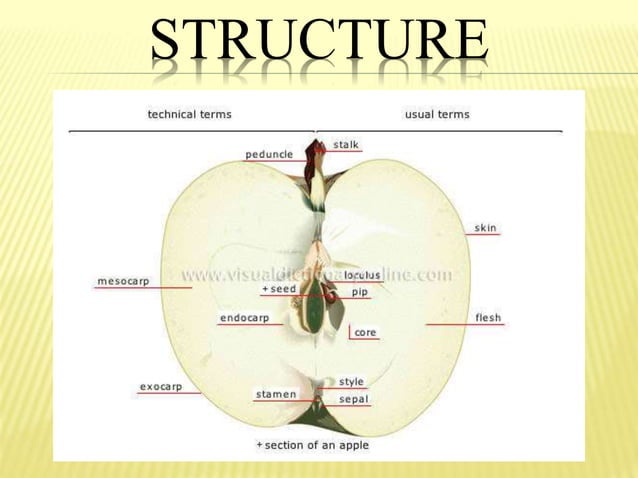 Fruits: Parts and Classification | PPTX