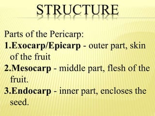 Fruits: Parts and Classification | PPTX