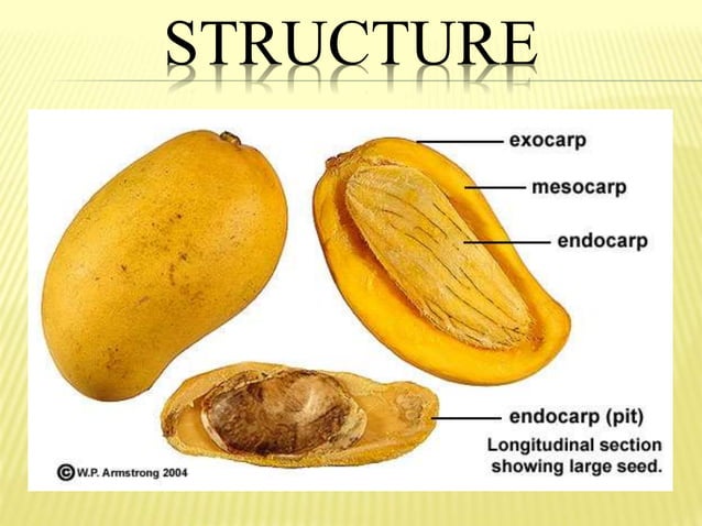 Fruits: Parts and Classification | PPTX